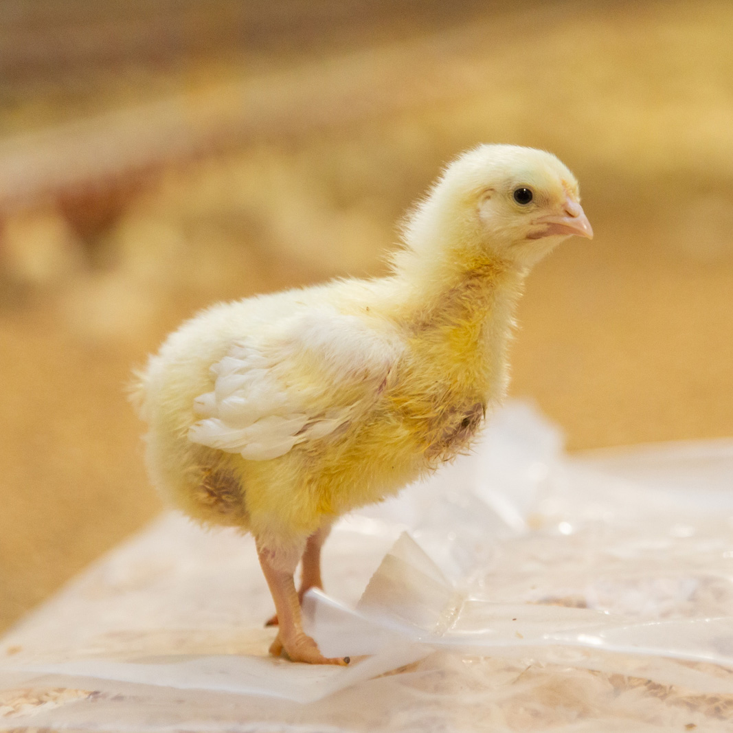 Poultry Health Services | Innovative Veterinary Care for UK Poultry ...