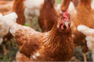 Poultry Health Services | Innovative Veterinary Care for UK Poultry ...