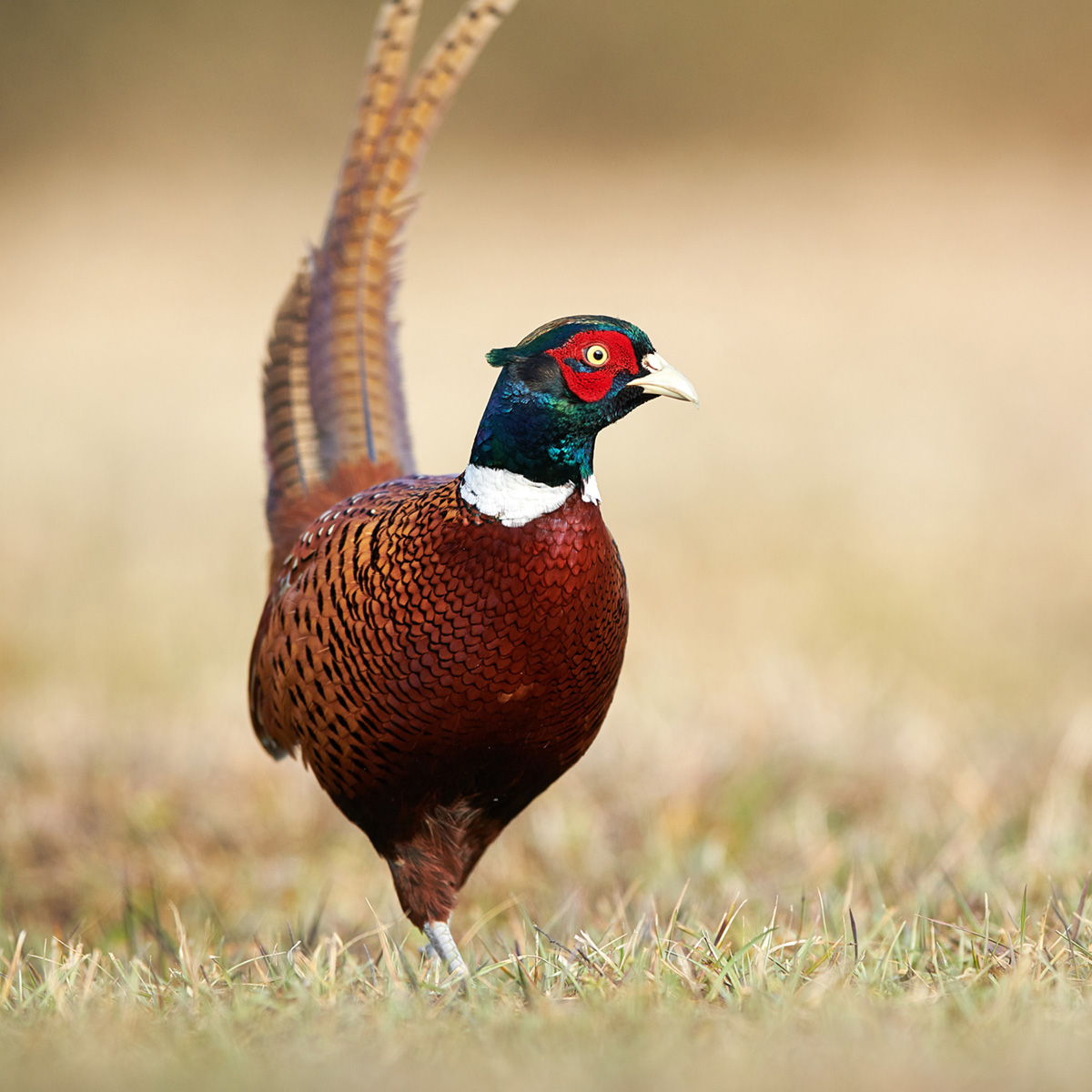 Poultry Health Services | Innovative Veterinary Care for UK Poultry ...