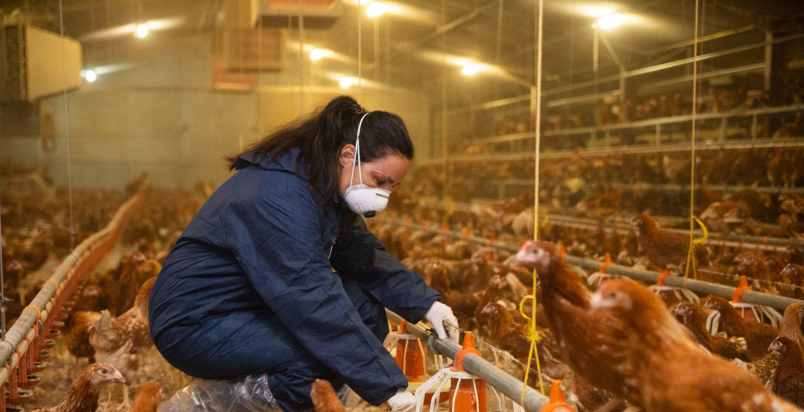 Internships | Poultry Health Services