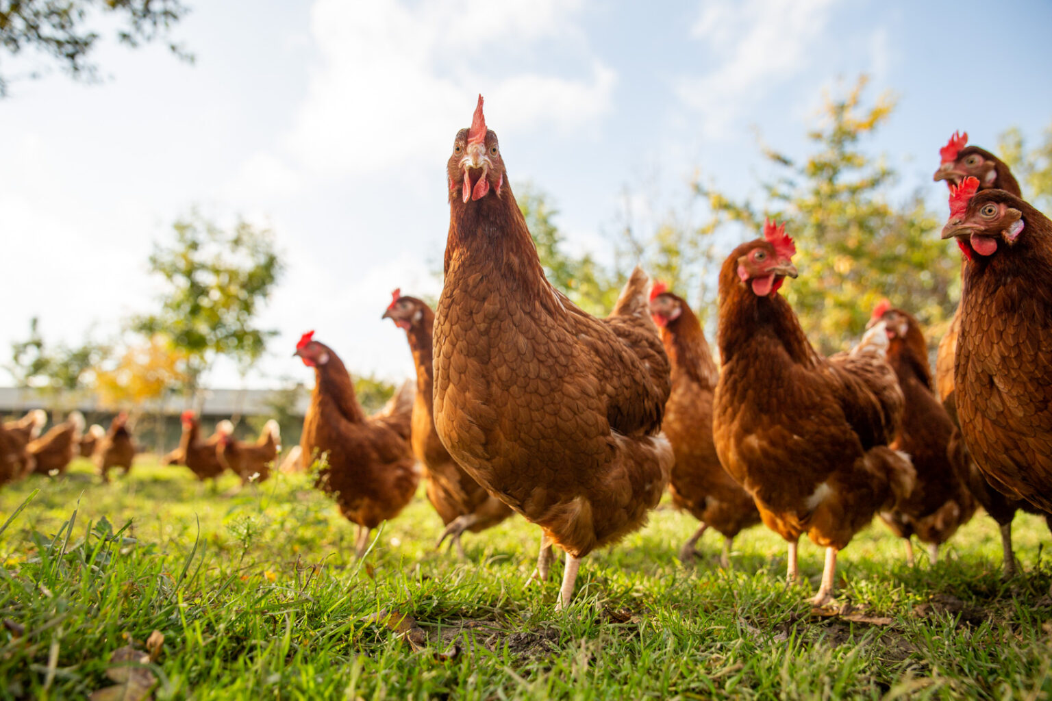 Backyard Poultry | Poultry Health Services