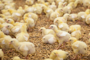 Meet the Team | Poultry Health Services