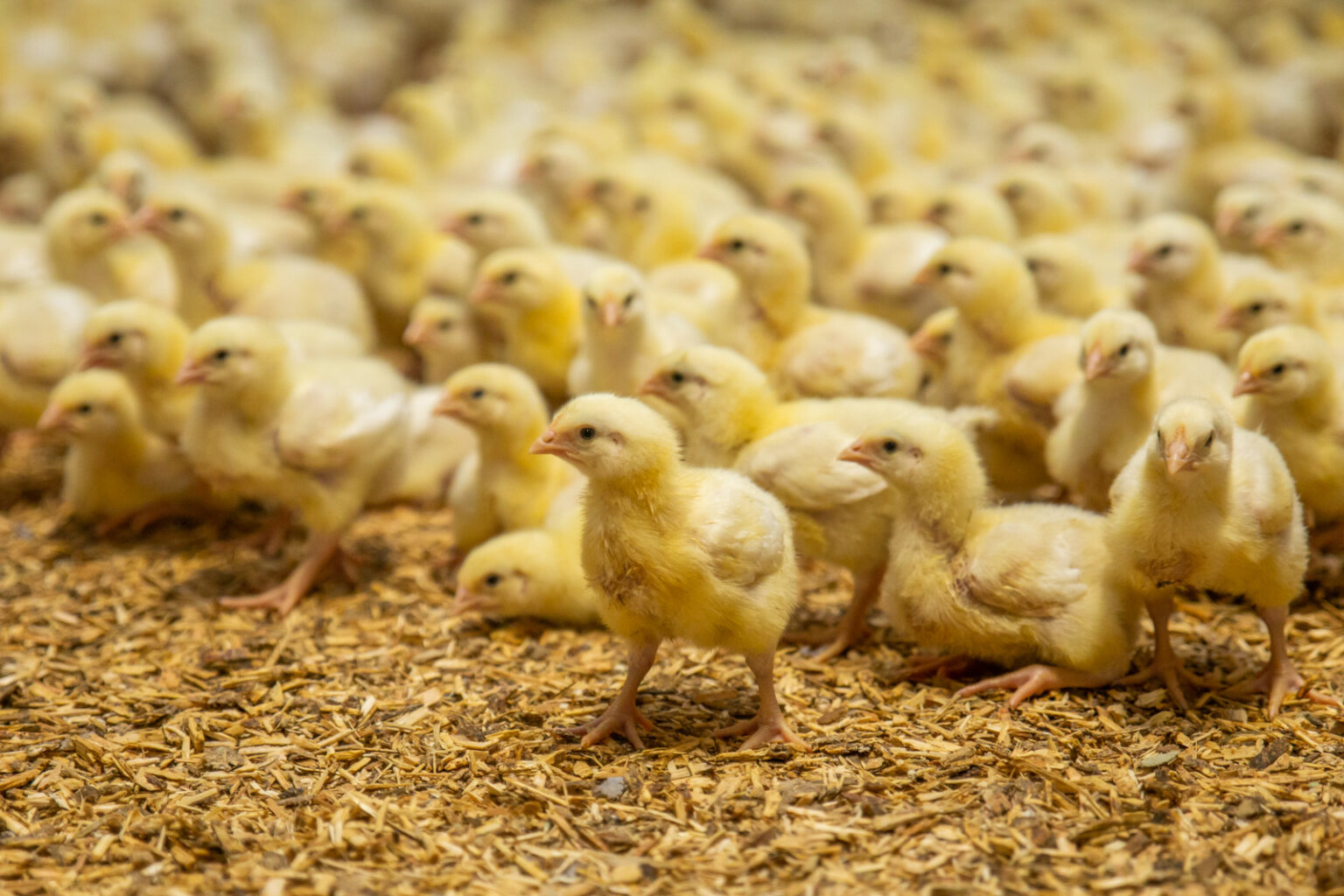 Broilers - poultryhealthservicesnew