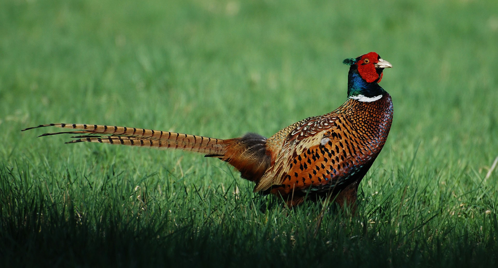 Cleaning and Disinfection | Poultry Health Services